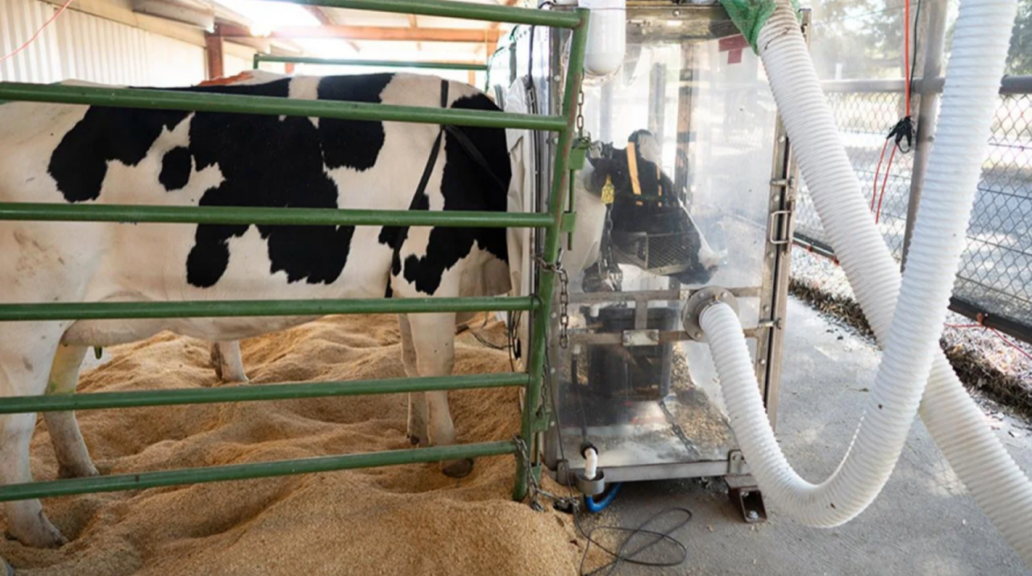 Climate-Smart Cattle: US Research and Development Will Improve Animal ...