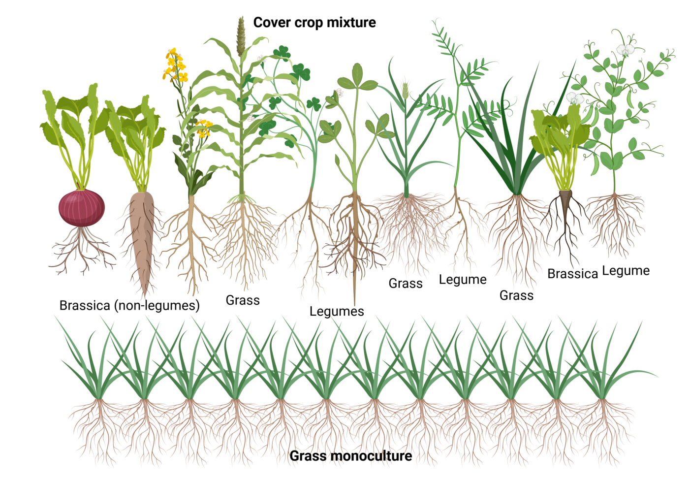 Soil and Water: Why We Need Conservation Agriculture